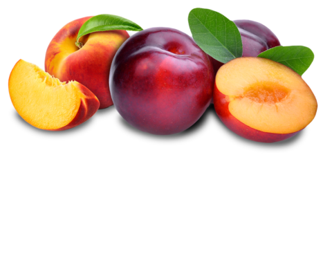 Stone Fruit - Kopke
